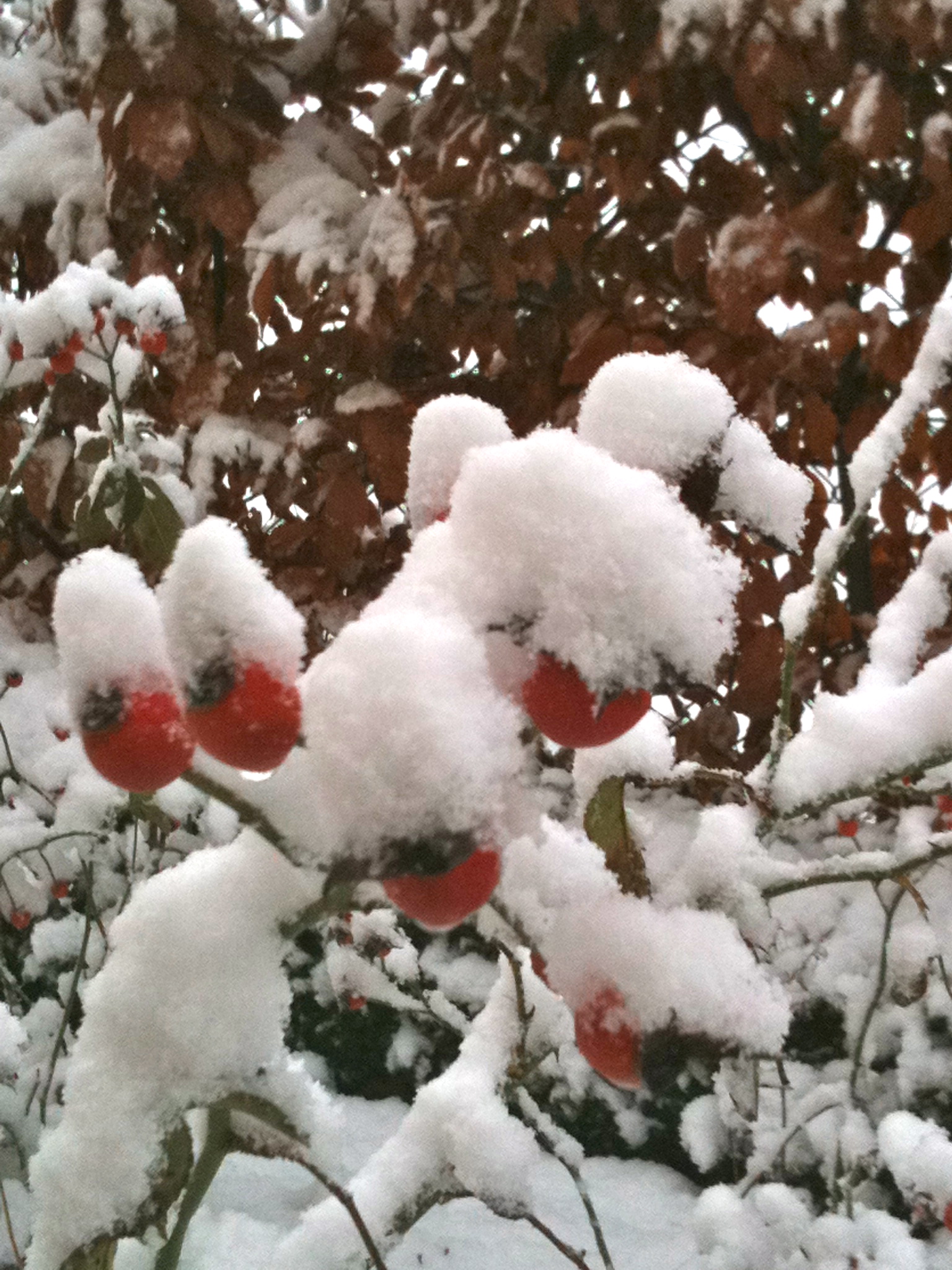 Don’t panic. It’s only snow. – Ullizee-Inc